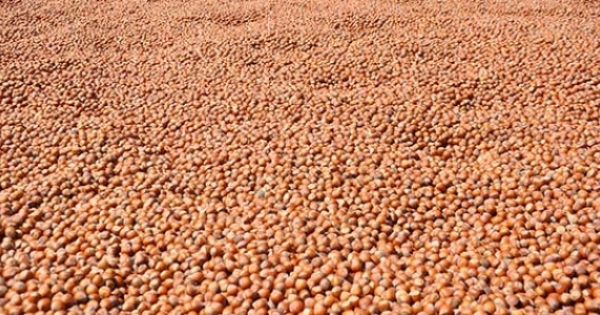 FINDIK FARESİ TUTUKLANDI